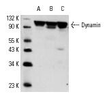Dynamin Antibody (H-300) | SCBT - Santa Cruz Biotechnology