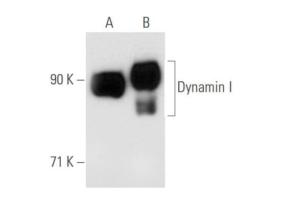 Dynamin I Antibody (4E67) | SCBT - Santa Cruz Biotechnology