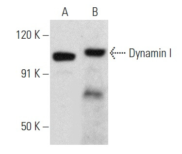 Dynamin I Antibody (4E67) | SCBT - Santa Cruz Biotechnology
