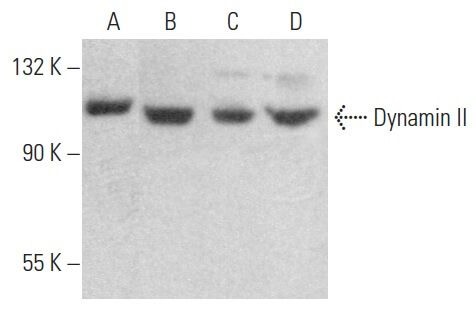 Dynamin II Antibody (C-18) | SCBT - Santa Cruz Biotechnology