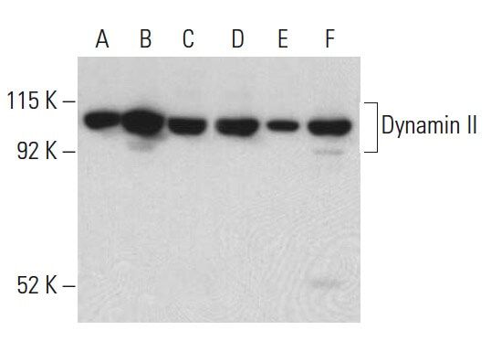 Dynamin II Antibody (G-4) | SCBT - Santa Cruz Biotechnology
