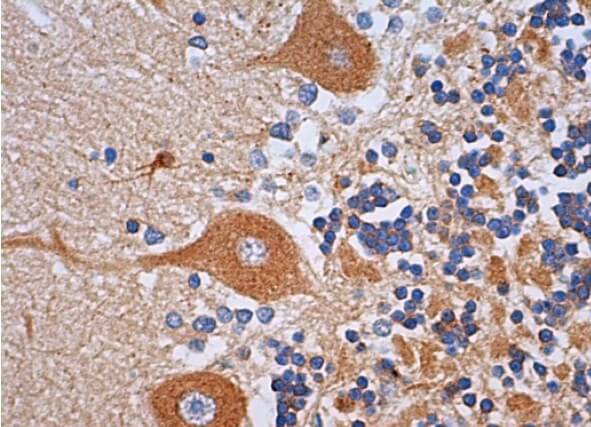 Anti-Dynein IC1, cytosolic Antibody (G-1) | SCBT - Santa Cruz Biotechnology