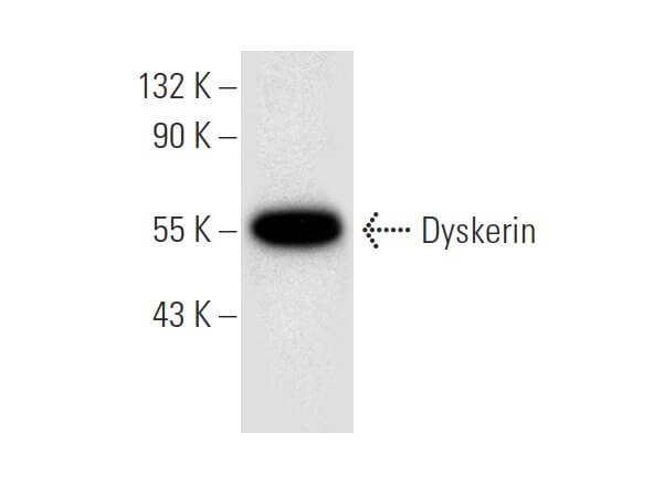 Anti-Dyskerin Antibody (H-3) | SCBT - Santa Cruz Biotechnology