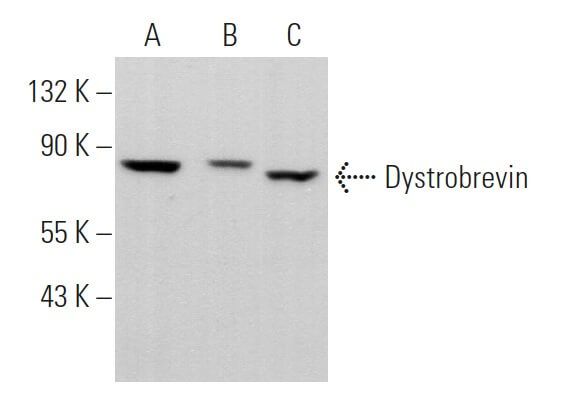 Dystrobrevin Antibody (C-6) | SCBT - Santa Cruz Biotechnology