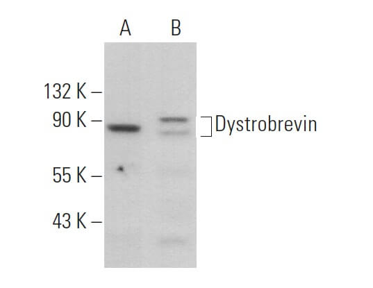 Anti-Dystrobrevin Antibody (C-6) | SCBT - Santa Cruz Biotechnology