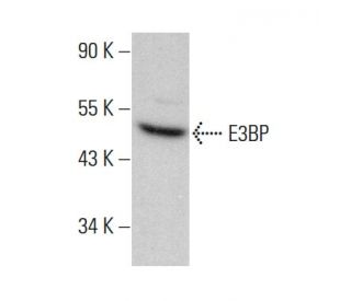 E3BP Antibody (F-8) - Western Blotting - Image 377447