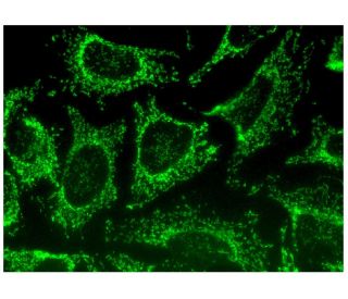 Anti-E3BP Antibody (H-6) | SCBT - Santa Cruz Biotechnology
