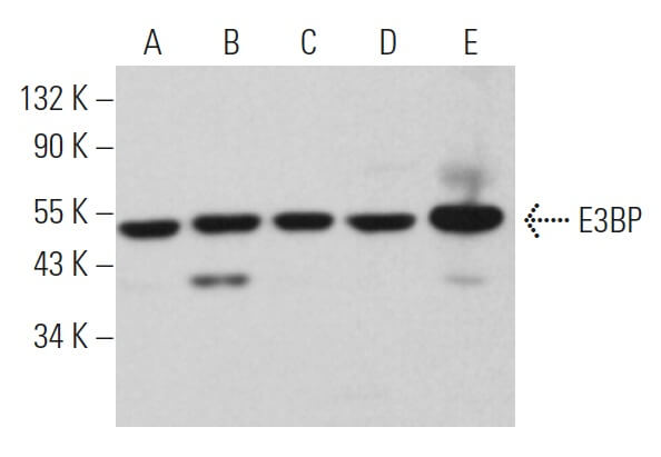 Anti-E3BP Antibody (H-6) | SCBT - Santa Cruz Biotechnology