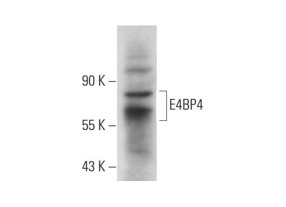 E4BP4 Antibody (A-9) | SCBT - Santa Cruz Biotechnology