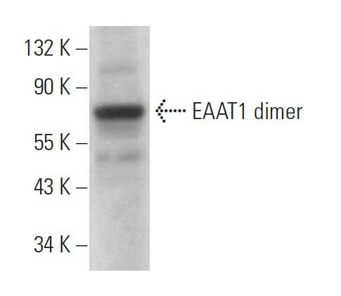Anti-EAAT1 Antibody (A-3) | SCBT - Santa Cruz Biotechnology