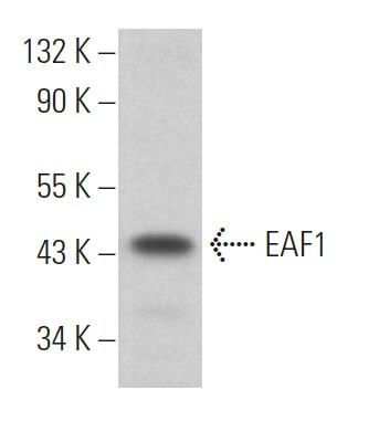 Anti-EAF1 Antibody (A-10) | SCBT - Santa Cruz Biotechnology