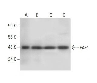 EAF1 Antibody (F-7) | SCBT - Santa Cruz Biotechnology