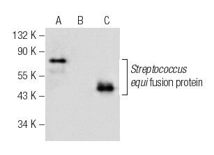 EAG Antibody (G-3) | SCBT - Santa Cruz Biotechnology