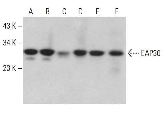 EAP30 항체 (H-3) | SCBT - Santa Cruz Biotechnology