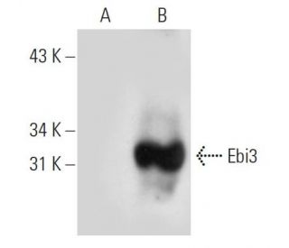 Anti-Ebi3 Antibody (G-4) | SCBT - Santa Cruz Biotechnology
