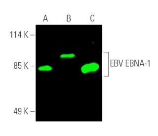 EBV EBNA-1 Antibody (1EB12) - Western Blotting - Image 390274