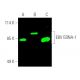 EBV EBNA-1 Antibody (1EB12) | SCBT - Santa Cruz Biotechnology