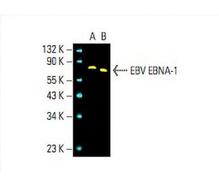 EBV EBNA-1 Antibody (1EB12) - Western Blotting - Image 392445