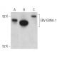 EBV EBNA-1 Antibody (1EB12) | SCBT - Santa Cruz Biotechnology