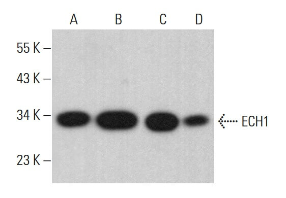ECH1 Antibody (B-3) | SCBT - Santa Cruz Biotechnology