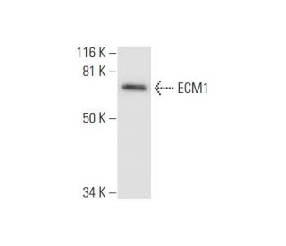 ECM1 Antibody (C-12) - Western Blotting - Image 295843