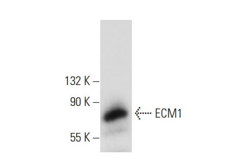 Anti-ECM1 Antibody (F-1) | SCBT - Santa Cruz Biotechnology
