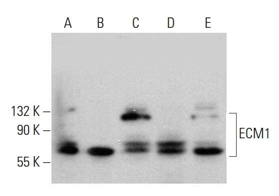 Anti-ECM1 Antibody (F-1) | SCBT - Santa Cruz Biotechnology