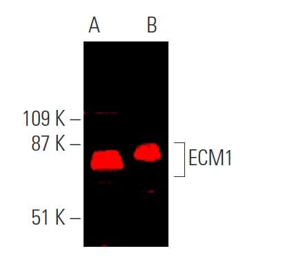 ECM1 Antibody (G-7) | SCBT - Santa Cruz Biotechnology