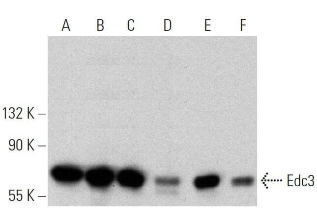 Edc3 Antibody (D-6) | SCBT - Santa Cruz Biotechnology