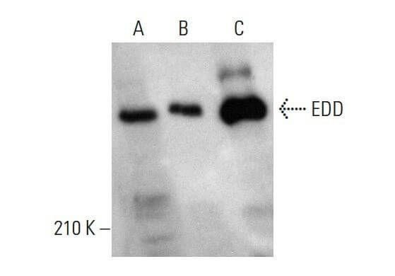 EDD 항체 (C-3) | SCBT - Santa Cruz Biotechnology