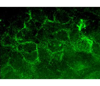 Anti-EDG-2 Antibody (B-10) | SCBT - Santa Cruz Biotechnology