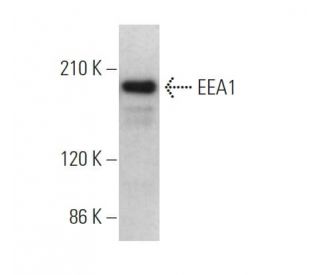Anti-EEA1 Antibody (E-8) | SCBT - Santa Cruz Biotechnology