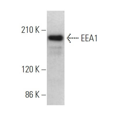 EEA1 Antibody (E-8) | SCBT - Santa Cruz Biotechnology