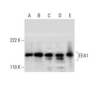 EEA1 Antibody (G-4) - Western Blotting - Image 294477