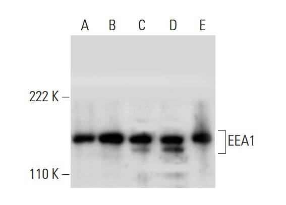 Anti-EEA1 Antibody (G-4) | SCBT - Santa Cruz Biotechnology