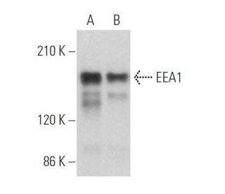 EEA1 Antibody (G-4) - Western Blotting - Image 373040