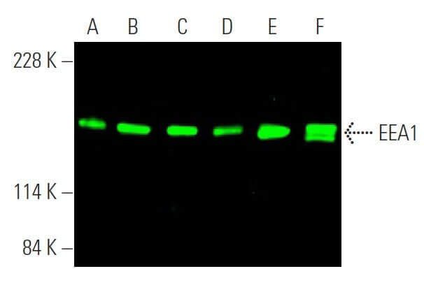 Anti-EEA1 Antibody (G-4) | SCBT - Santa Cruz Biotechnology