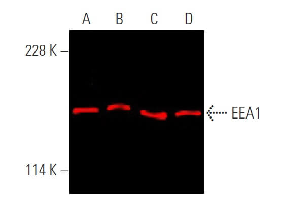 Anti-EEA1 Antibody (G-4) | SCBT - Santa Cruz Biotechnology