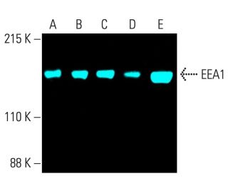 EEA1 Antibody (G-4) - Western Blotting - Image 402181