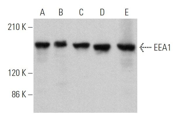 EEA1 Antibody (N-19) | SCBT - Santa Cruz Biotechnology