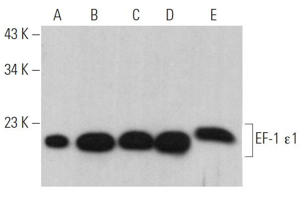 EF-1 ε1 Antibody (E-4) | SCBT - Santa Cruz Biotechnology