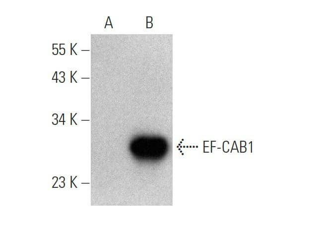 EF-CAB1 Antibody (B-2) | SCBT - Santa Cruz Biotechnology