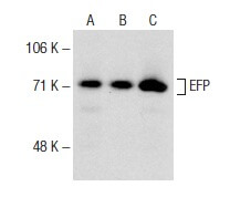 Anti-EFP Antibody (E-4) | SCBT - Santa Cruz Biotechnology