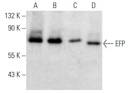 EFP Antibody (E-4) | SCBT - Santa Cruz Biotechnology