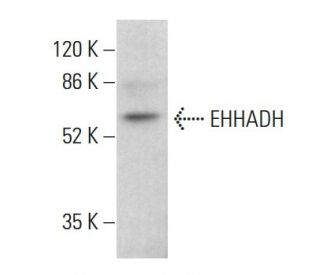 EHHADH Antibody (D-2) - Western Blotting - Image 382134