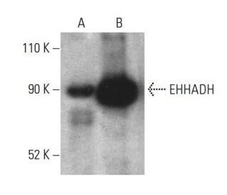 EHHADH Antibody (D-2) - Western Blotting - Image 401225