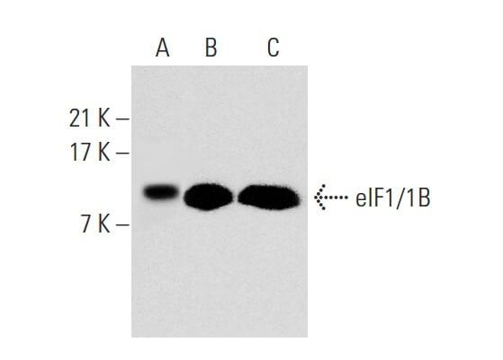 eIF1/1B抗体 (B-2) | SCBT - Santa Cruz Biotechnology