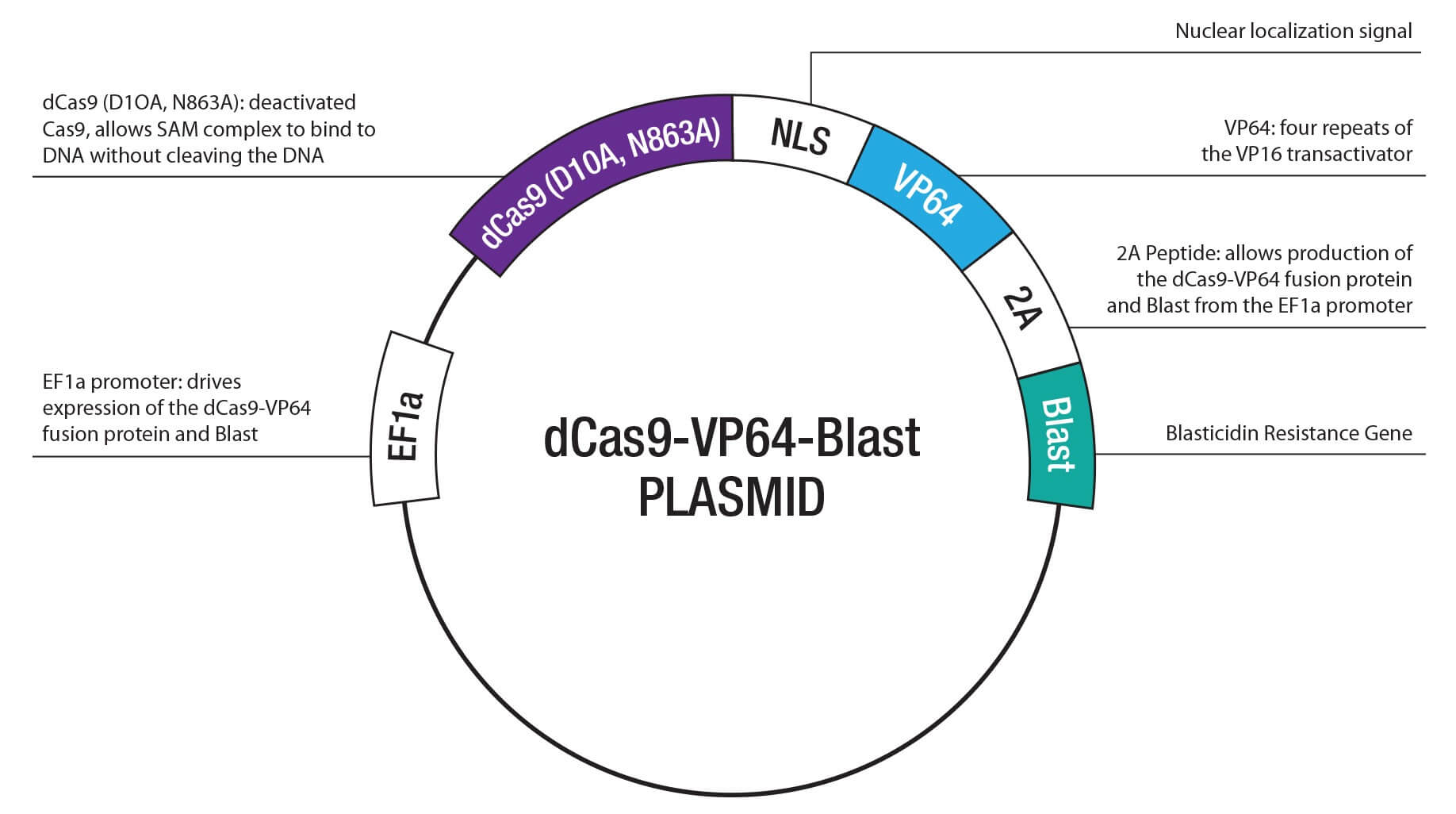 eIF2alpha CRISPR Knockout and Activation Products (h) | SCBT - Santa ...