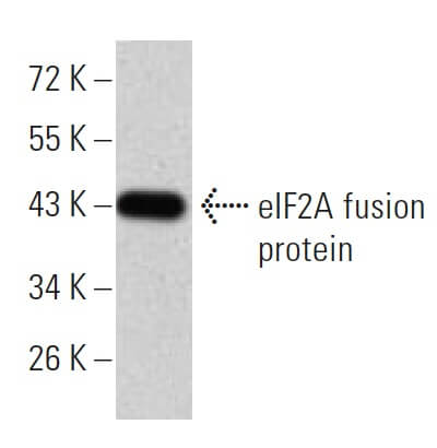 Anti-eIF2A Antibody (3A7A8) | SCBT - Santa Cruz Biotechnology