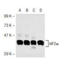 Anti-eIF2α Antibody (D-3) | SCBT - Santa Cruz Biotechnology